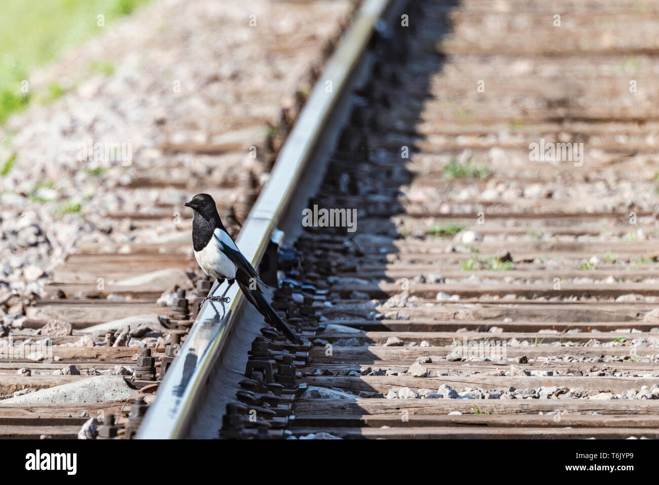 Eurasian magpie bird seats on the railway surface Stock Photo - Alamy