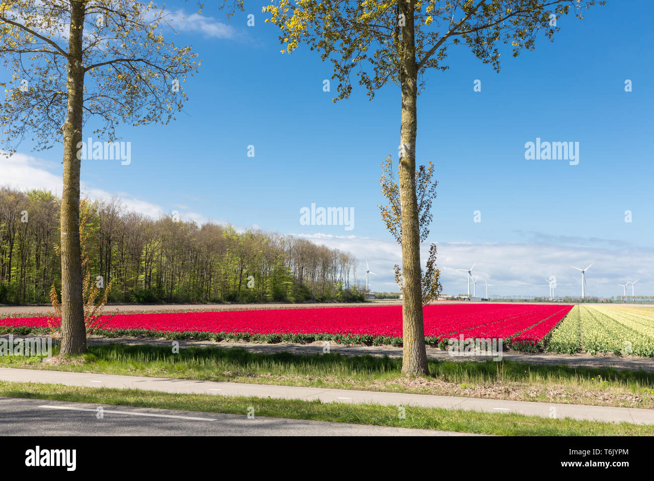 Dutch country road with colorful tulip fields and wind turbines Stock ...