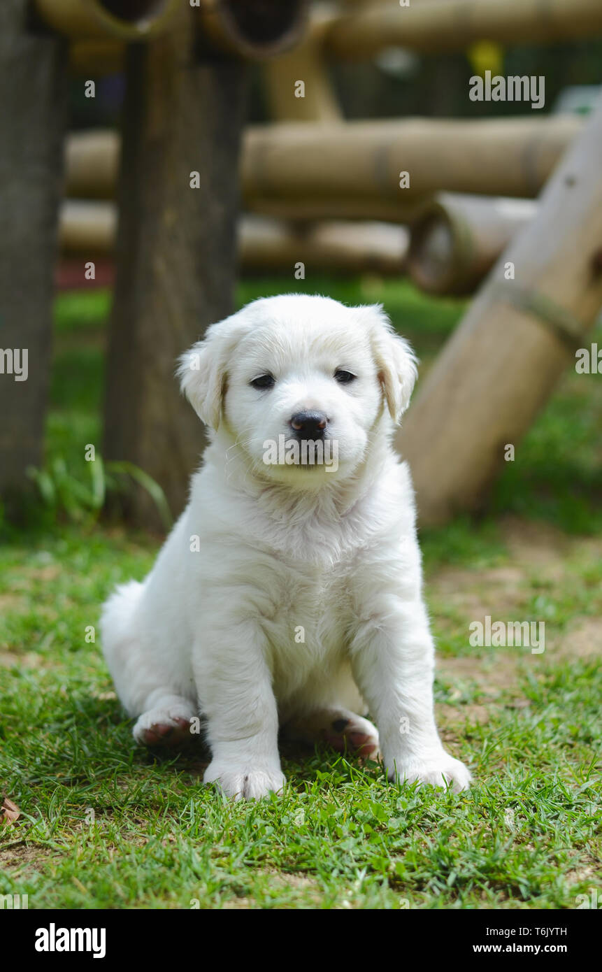 Creole Dog High Resolution Stock Photography and Images - Alamy