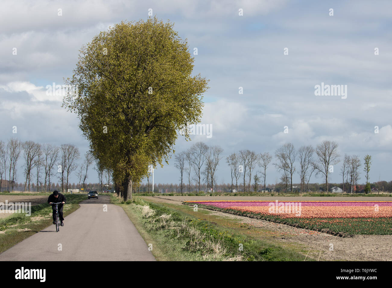 Cyclist at Dutch country road near colorful tulip fields Stock Photo ...