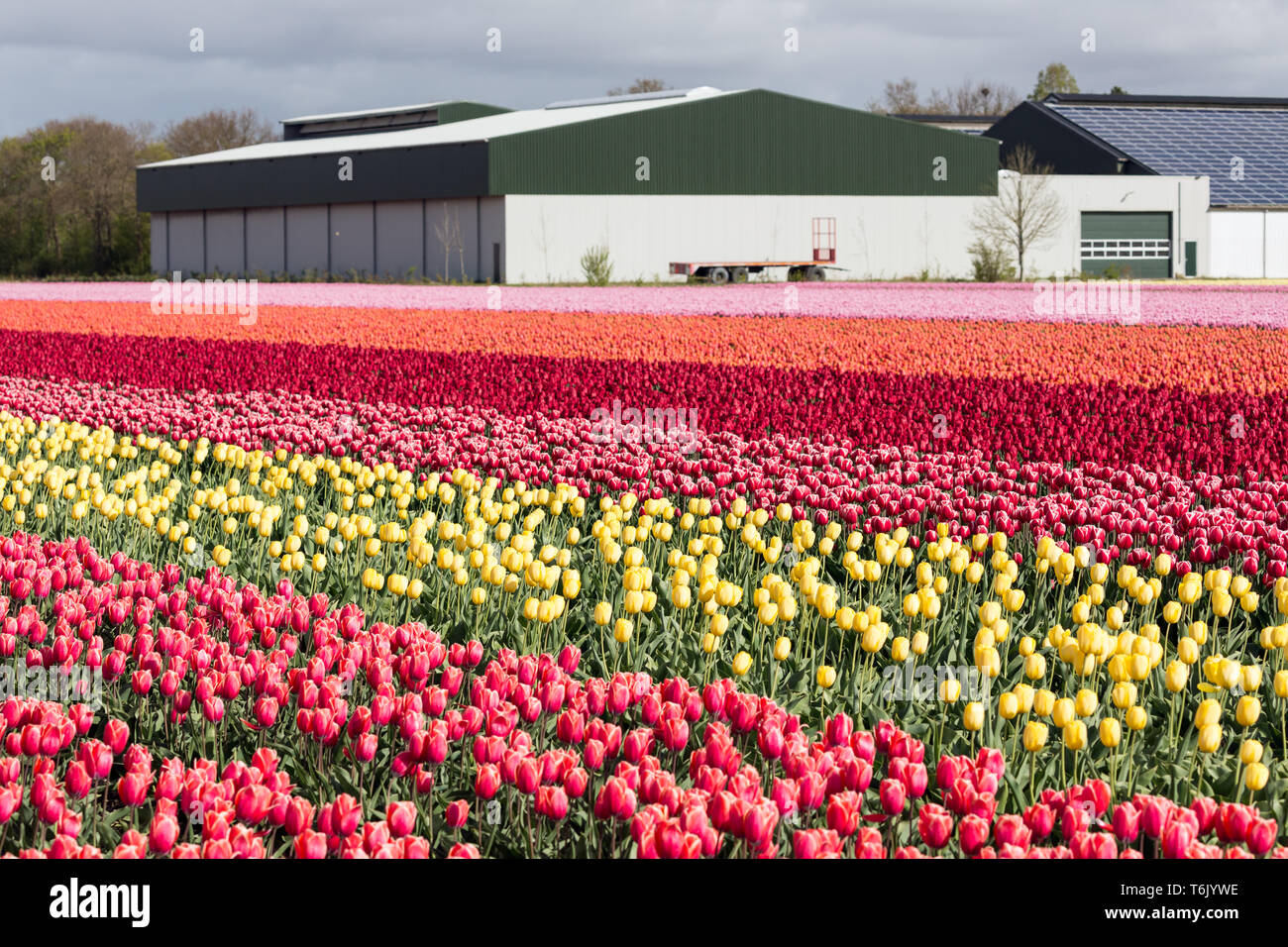Tulip barn holland hi-res stock photography and images - Alamy