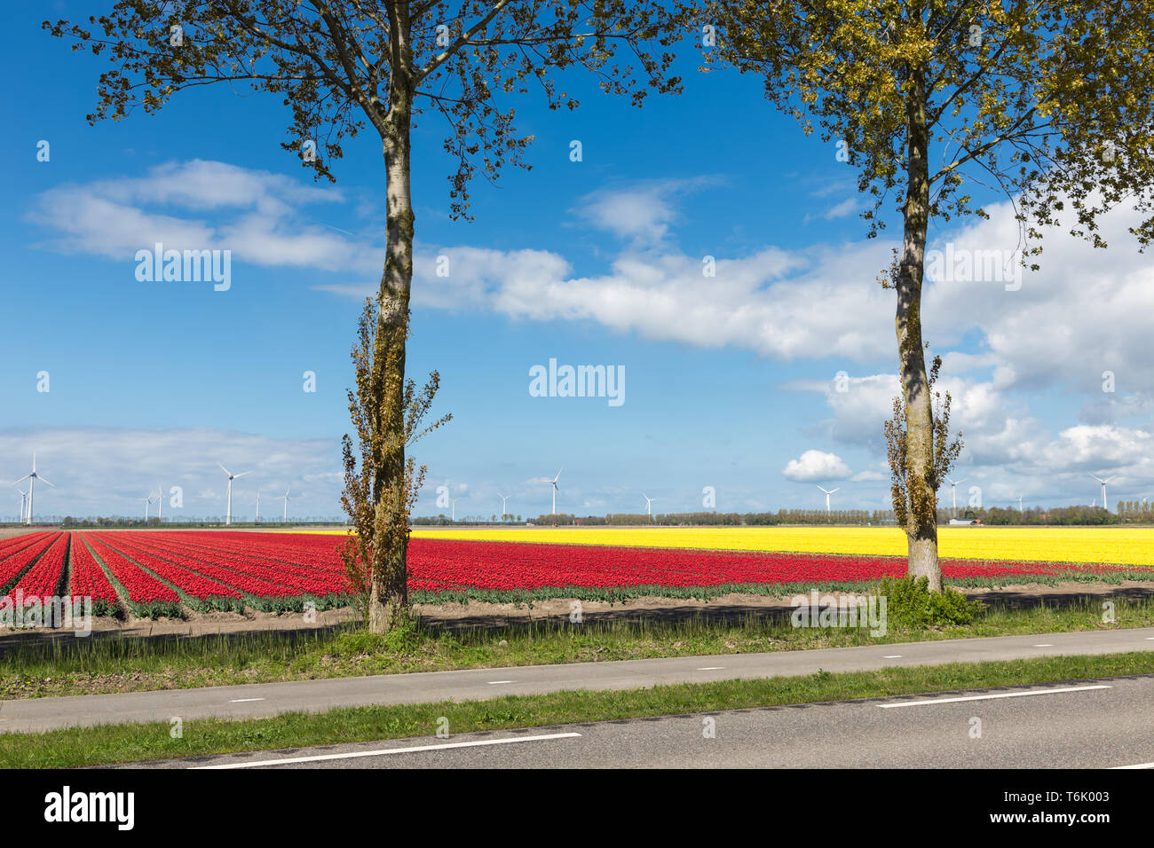 Dutch country road with colorful tulip fields and wind turbines Stock ...
