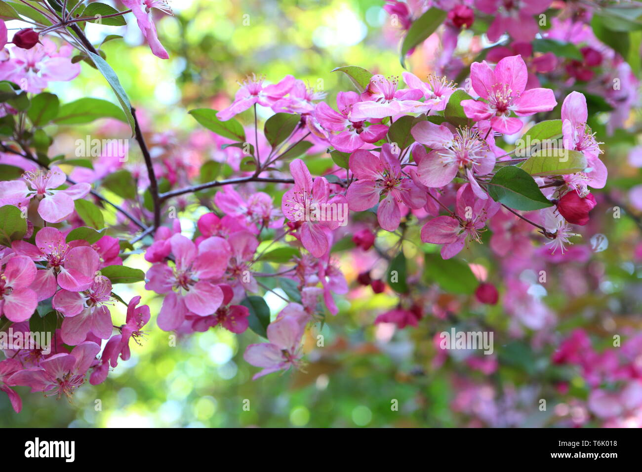 Hall crabapple hi-res stock photography and images - Alamy