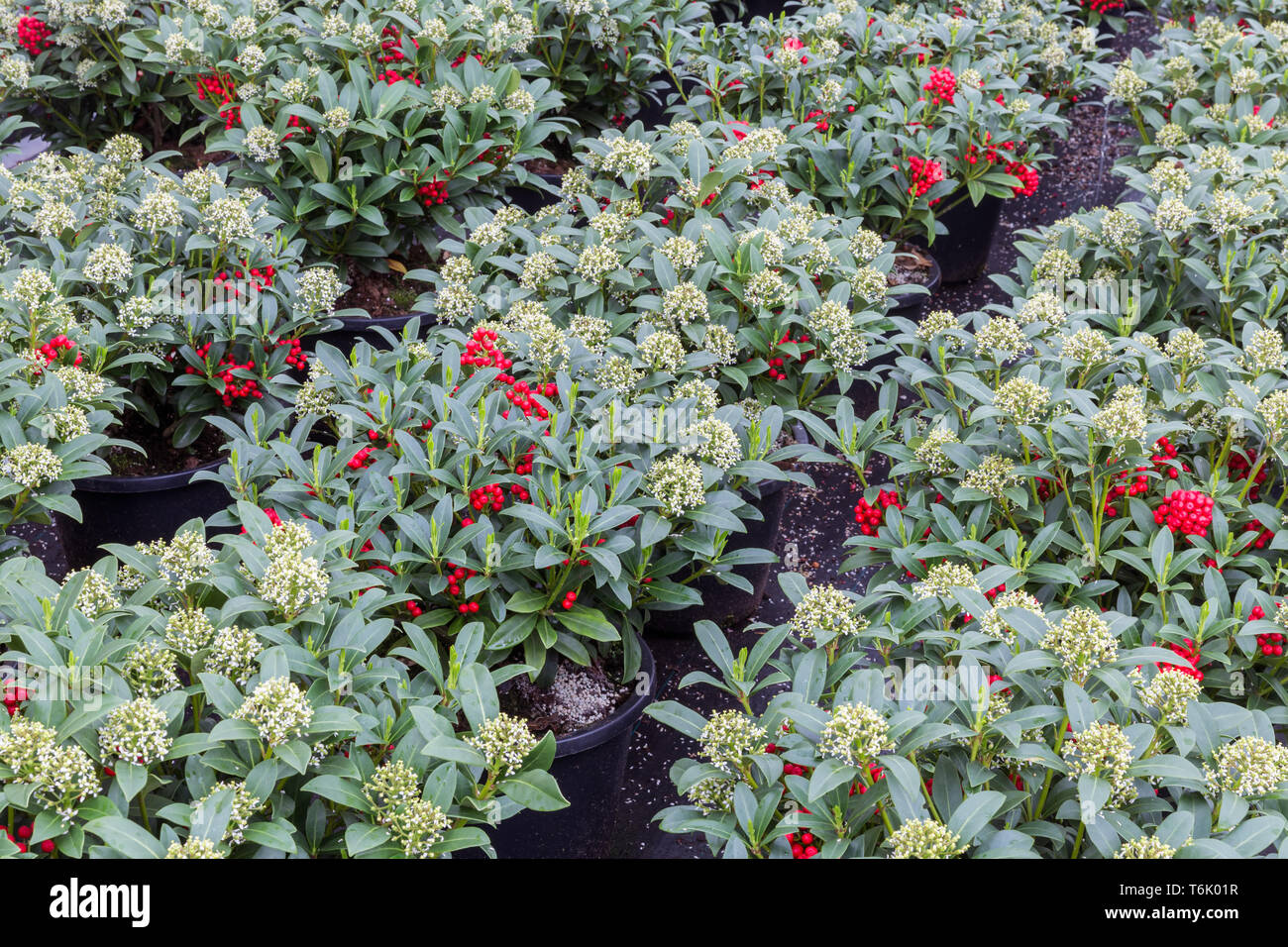 Green shrub (Skimmia) with red fruits in Dutch greenhouse Stock Photo ...