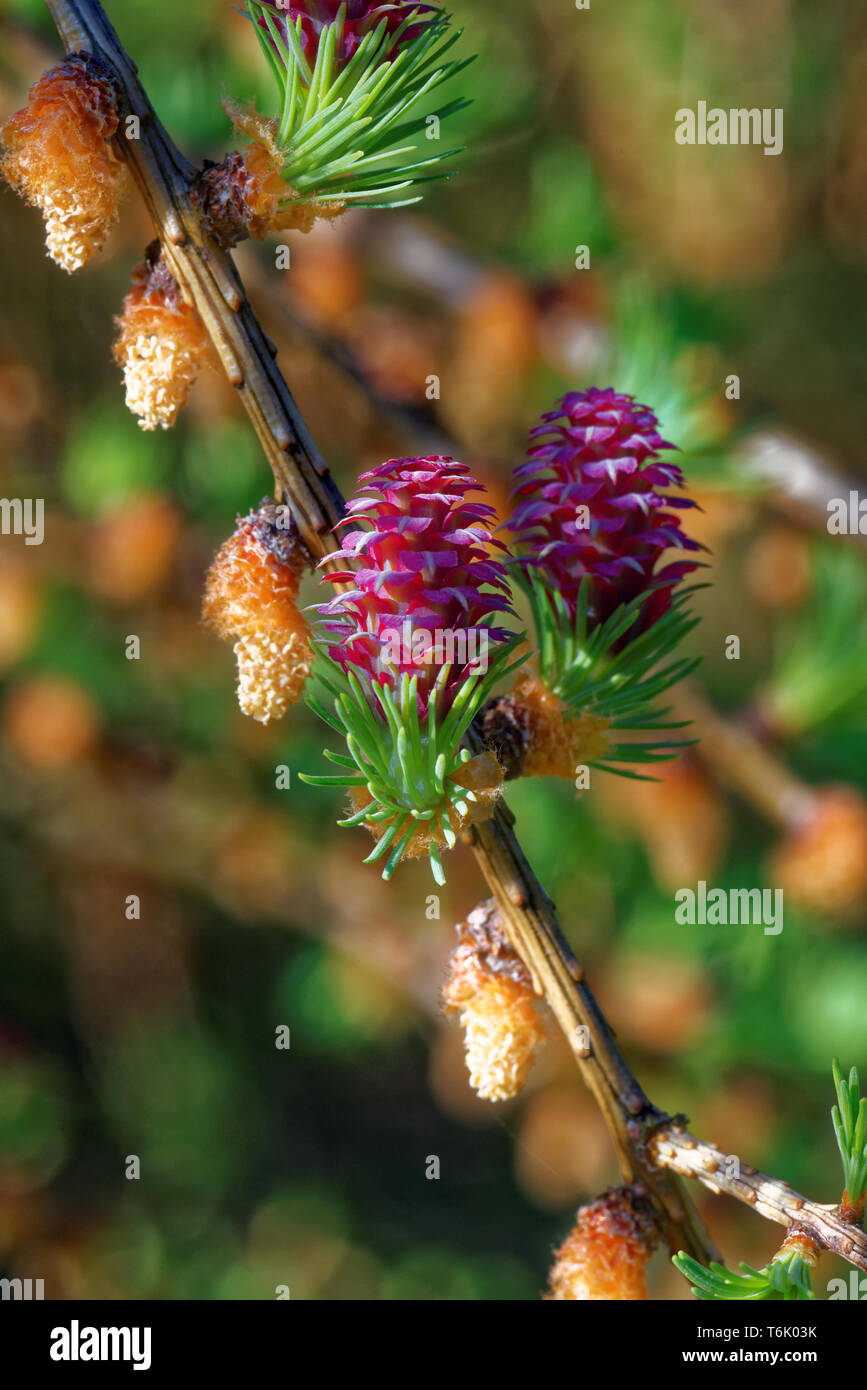 Ovulate and pollen cones of larch tree in spring, beginning of May ...