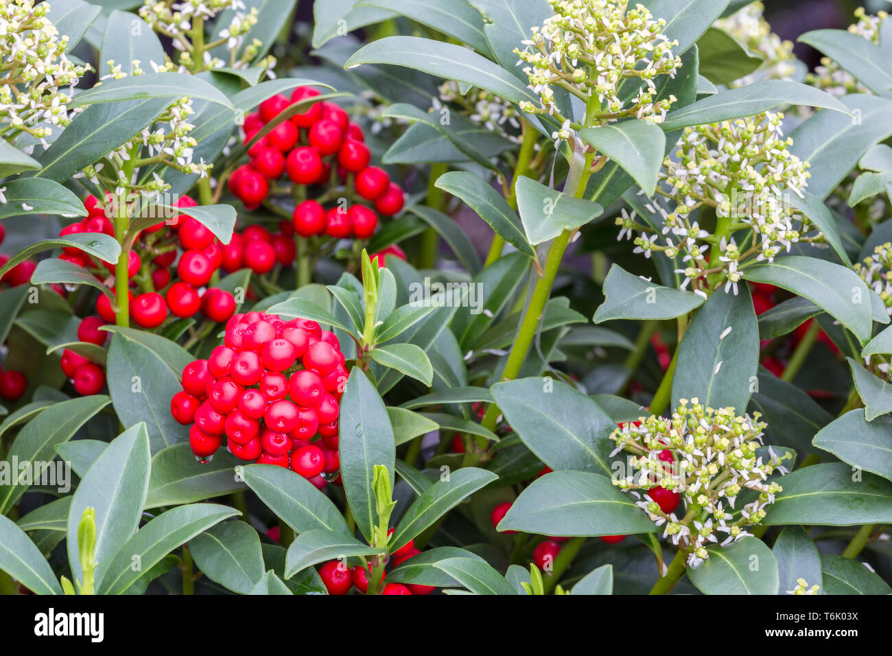 Green shrub (Skimmia) with red fruits in Dutch greenhouse Stock Photo ...