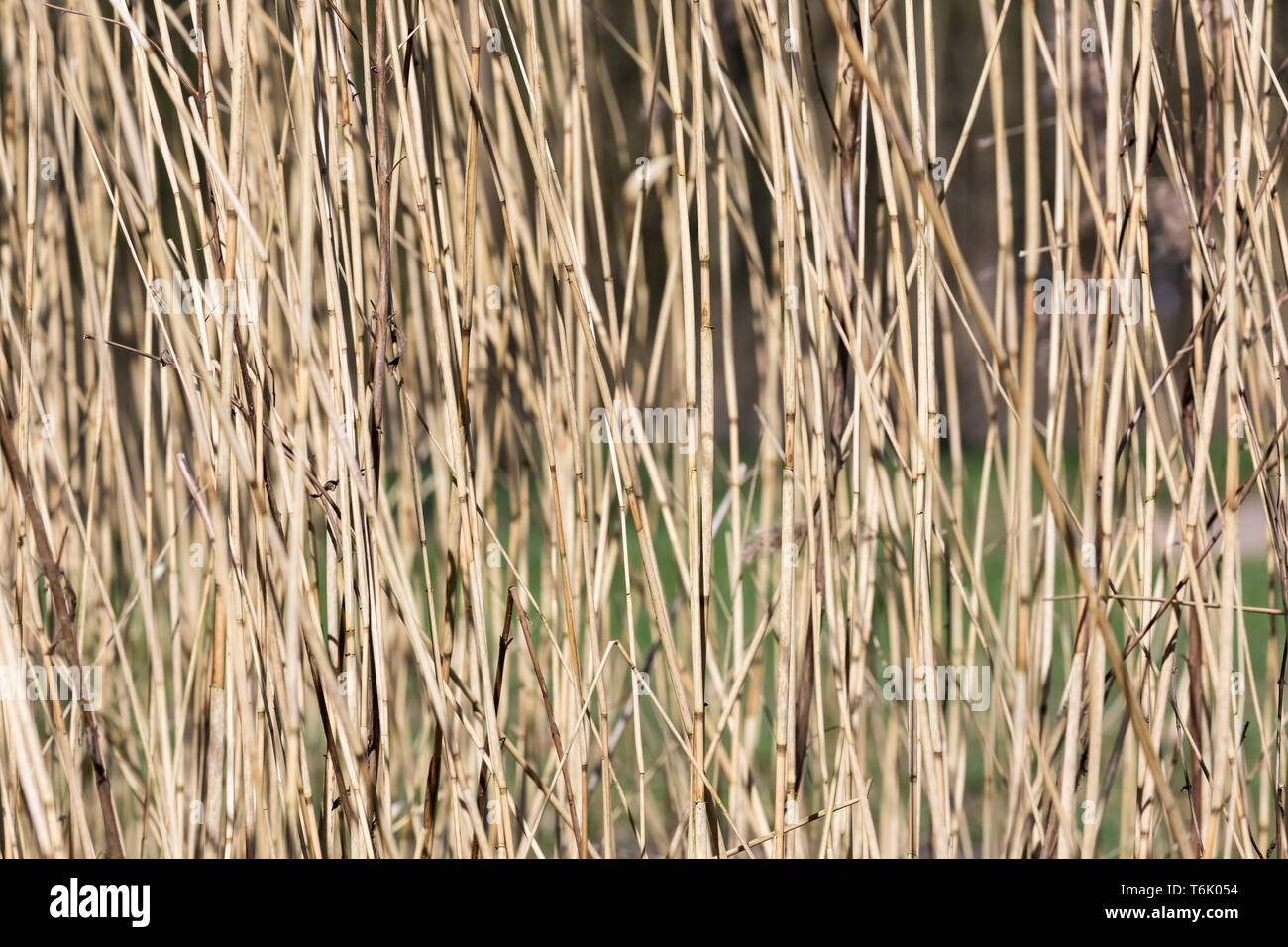 Reed in focus hi-res stock photography and images - Alamy
