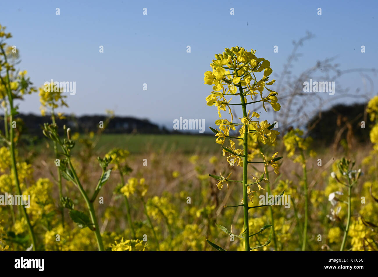 Rapeseed in Norfolk near Sheringham and Wayborn Stock Photo - Alamy
