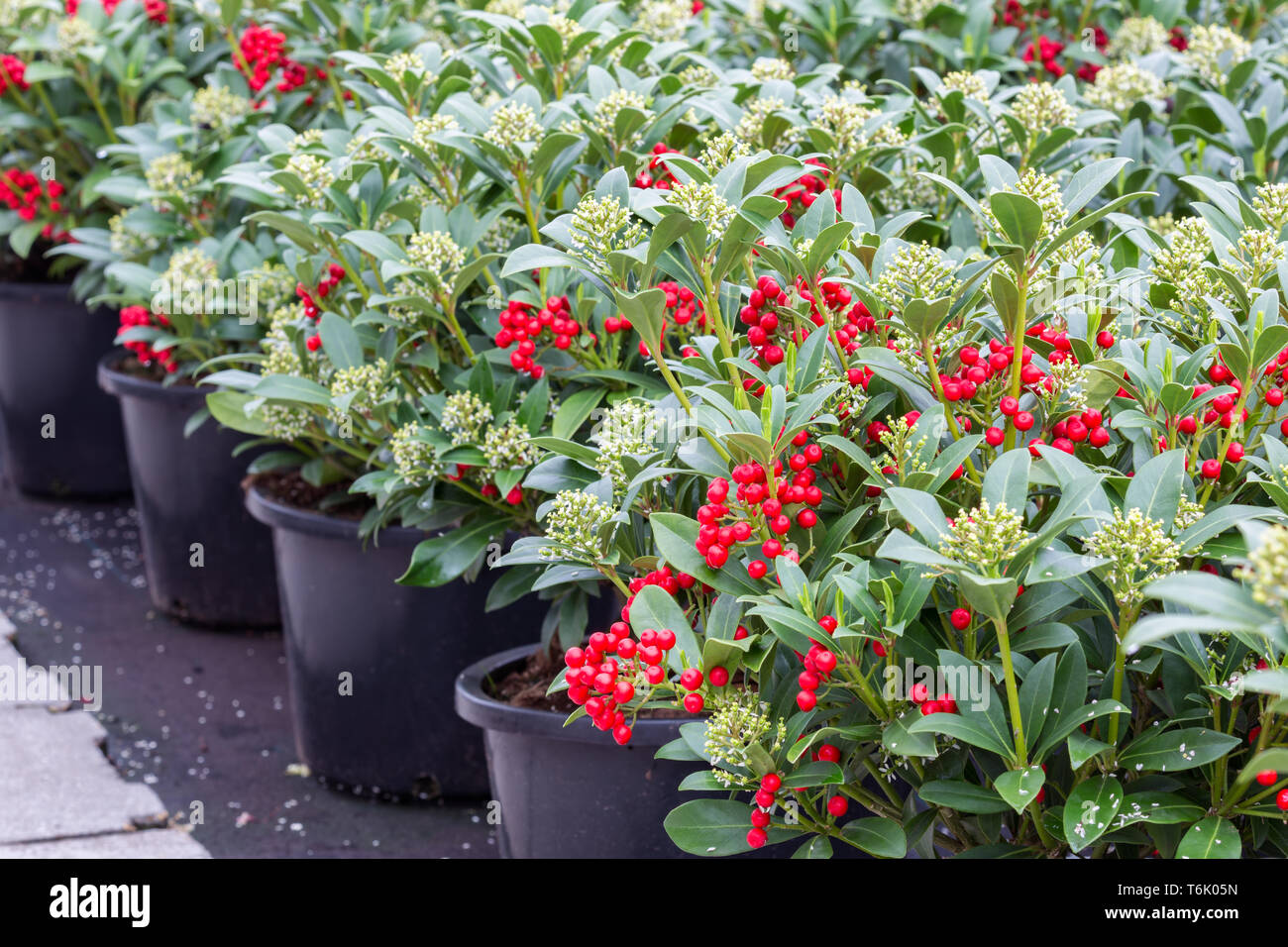 Green shrub (Skimmia) with red fruits in Dutch greenhouse Stock Photo ...
