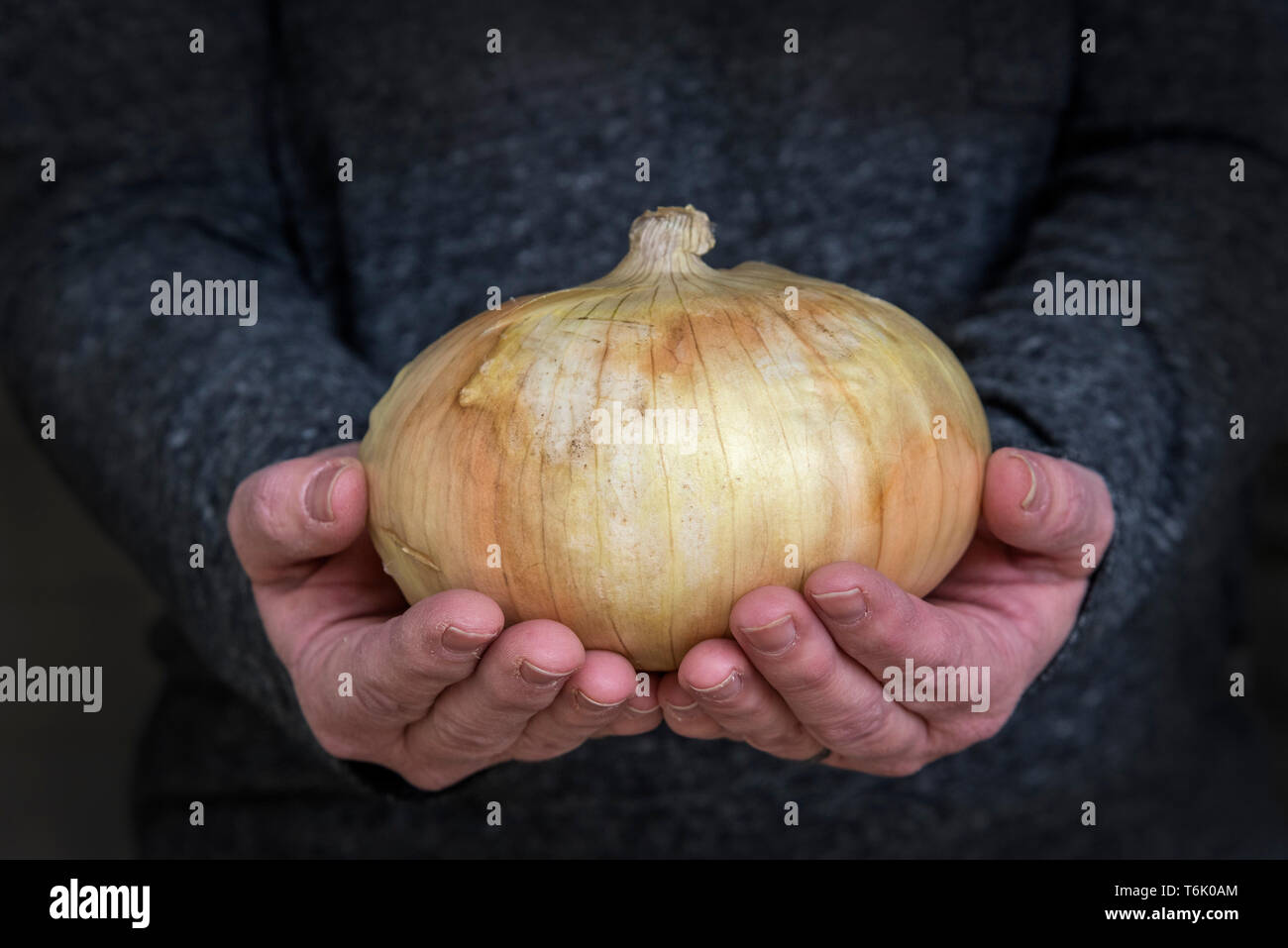 Hands holding a giant size onion Stock Photo - Alamy