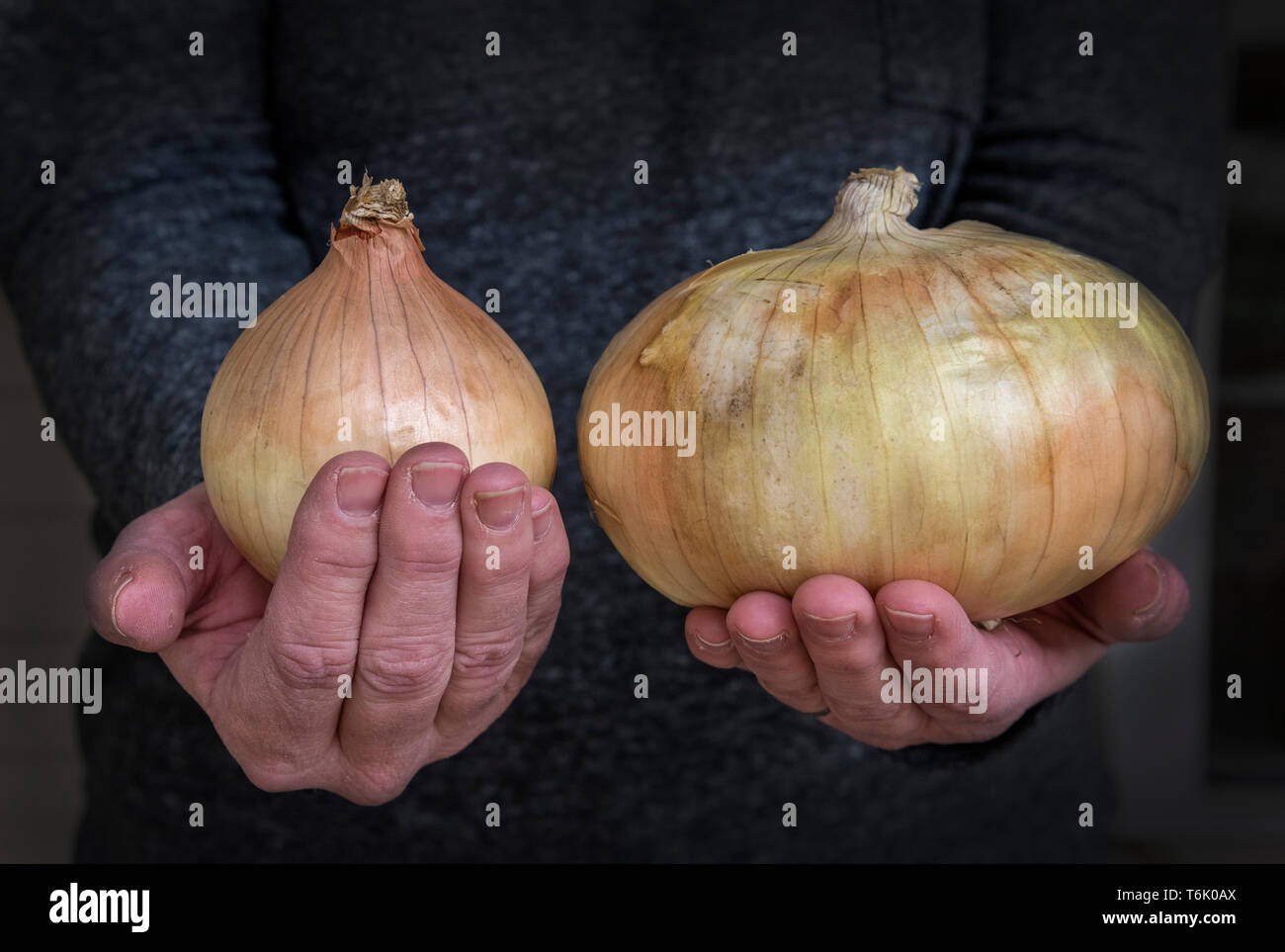 Hands holding a normal sized onion compared to a giant sized onion ...
