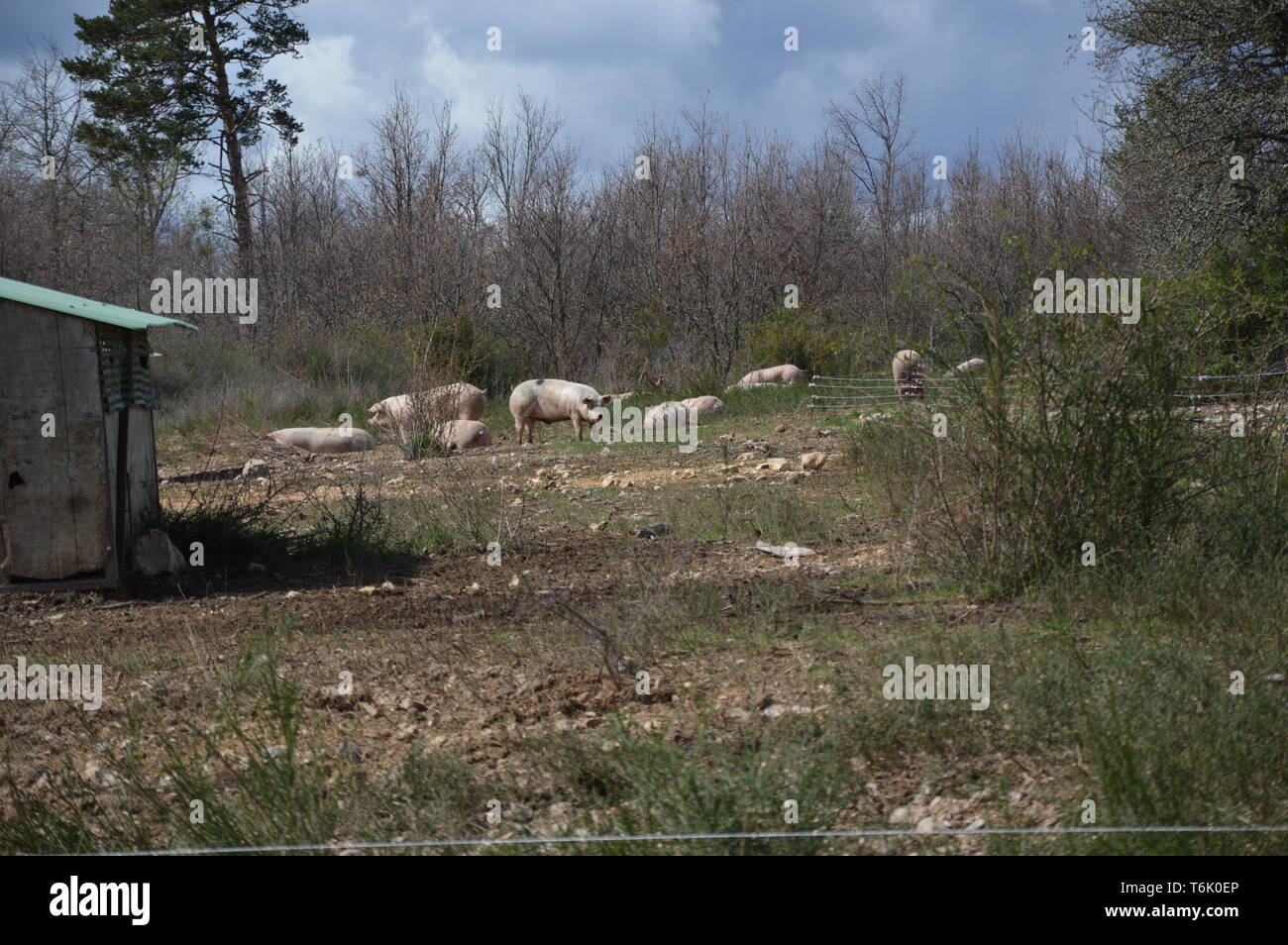 Farmer feeding pigs hi-res stock photography and images - Alamy
