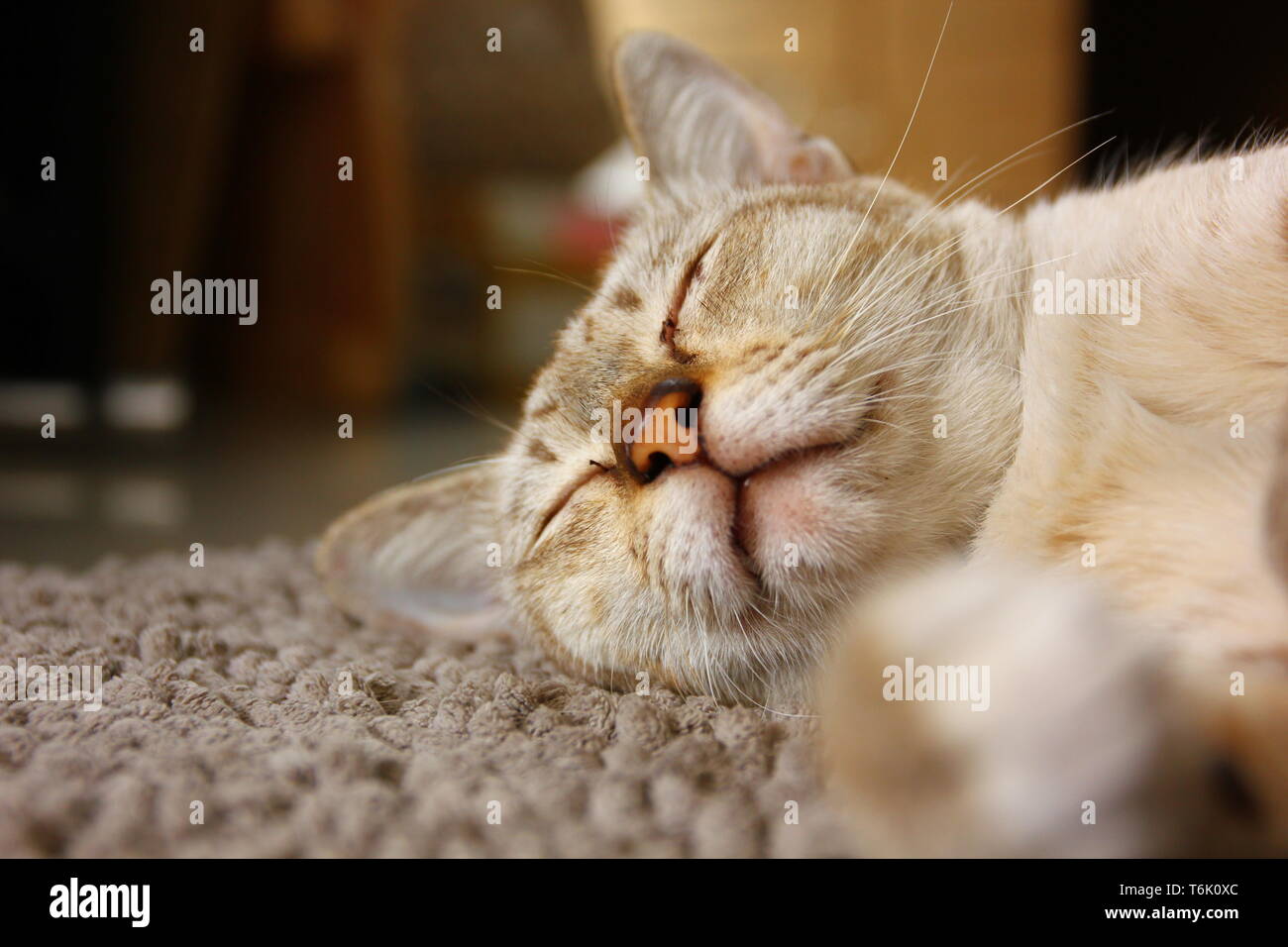 Happy sleep hi-res stock photography and images - Alamy