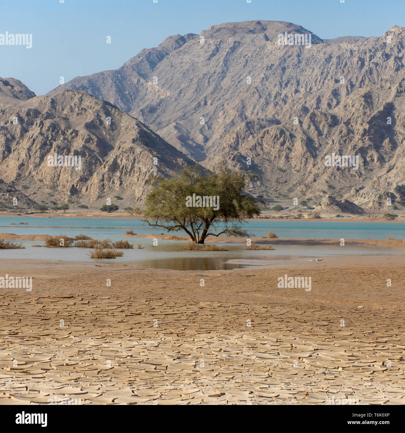 A lone green tree in a flooded wadi or lake in the United Arab Emirates ...
