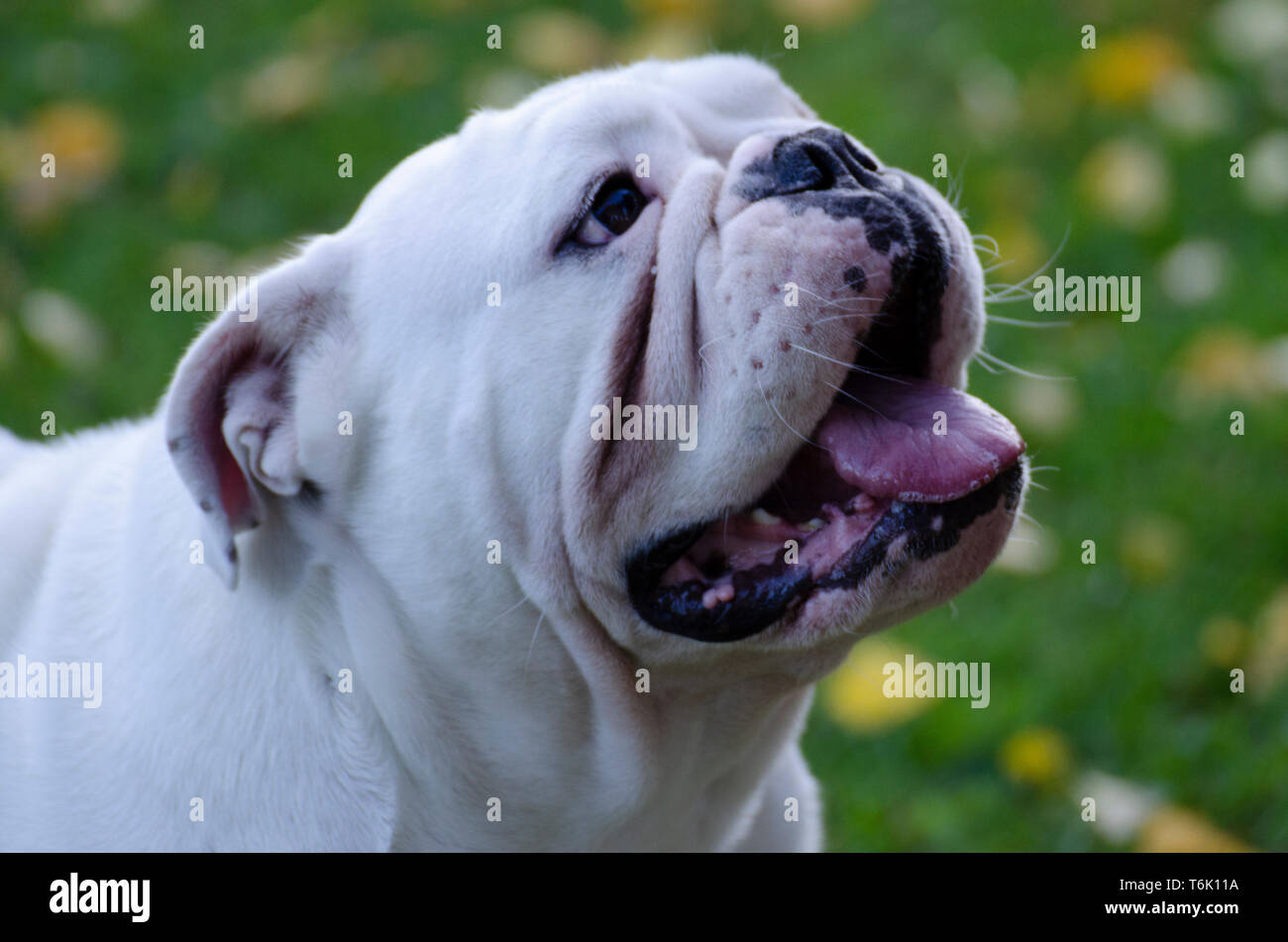 happy english buldog Stock Photo - Alamy