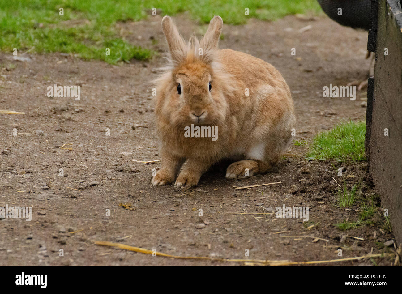 Tam kanin hi-res stock photography and images - Alamy
