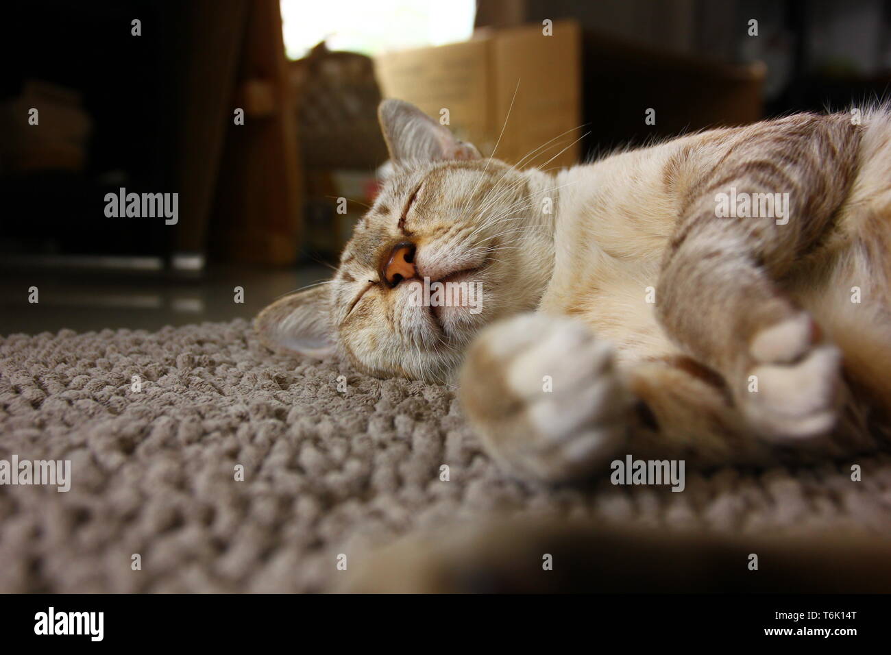 Happy sleep hi-res stock photography and images - Alamy