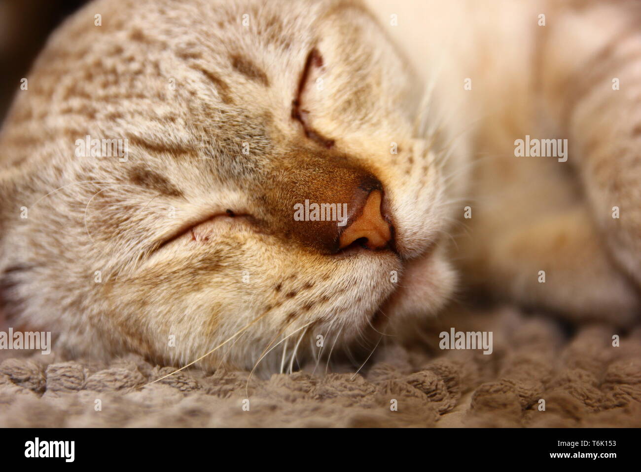 Happy sleep hi-res stock photography and images - Alamy