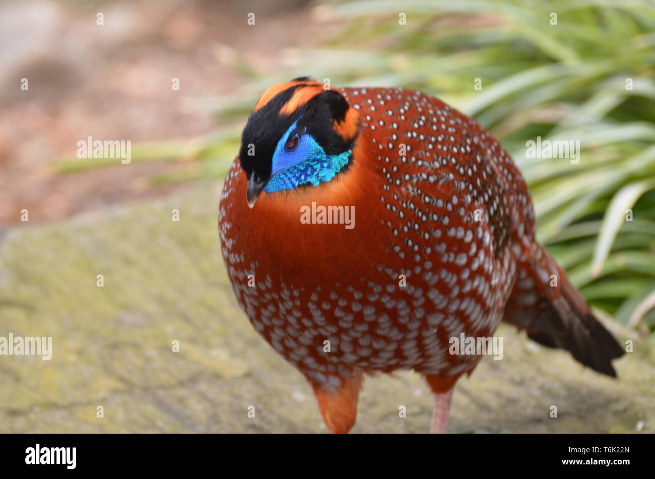 Temmincks tragopan pheasant blue hi-res stock photography and images ...