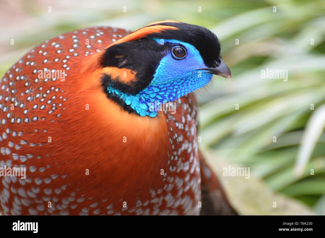 Very colorful Temminck's Tragopan bird in the wild Stock Photo - Alamy