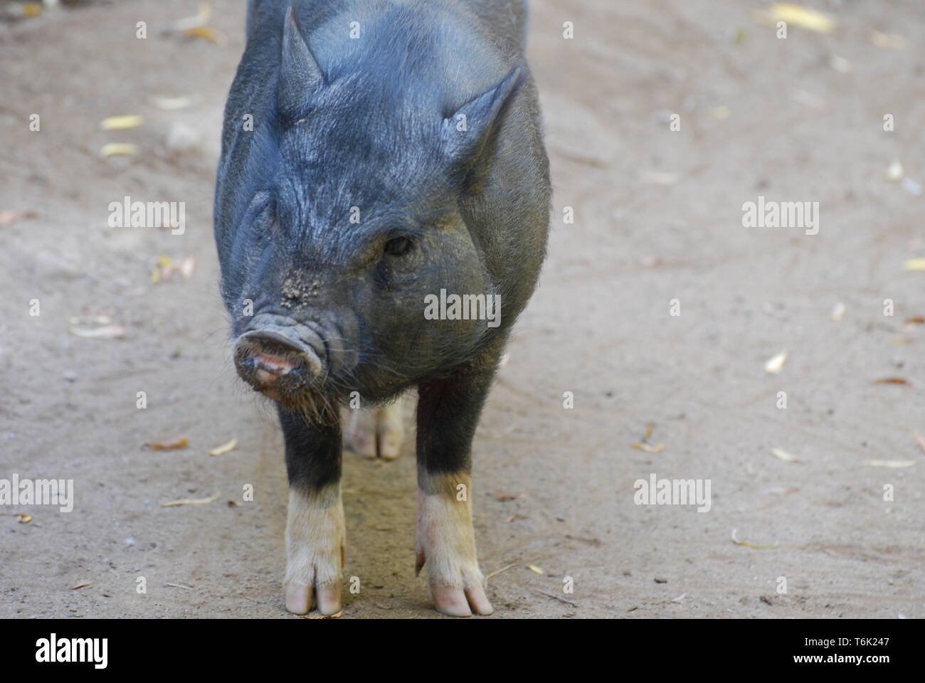 Wild boar with two toes and a long thin snout Stock Photo - Alamy