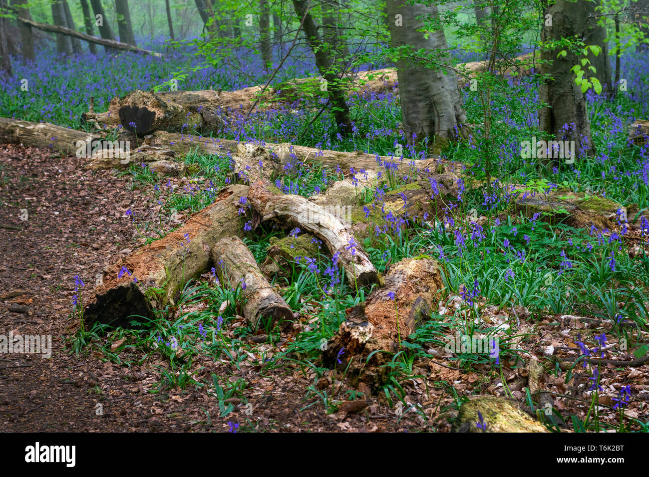 Fallen and decaying tree trunks with bluebells flowering in a woodland ...