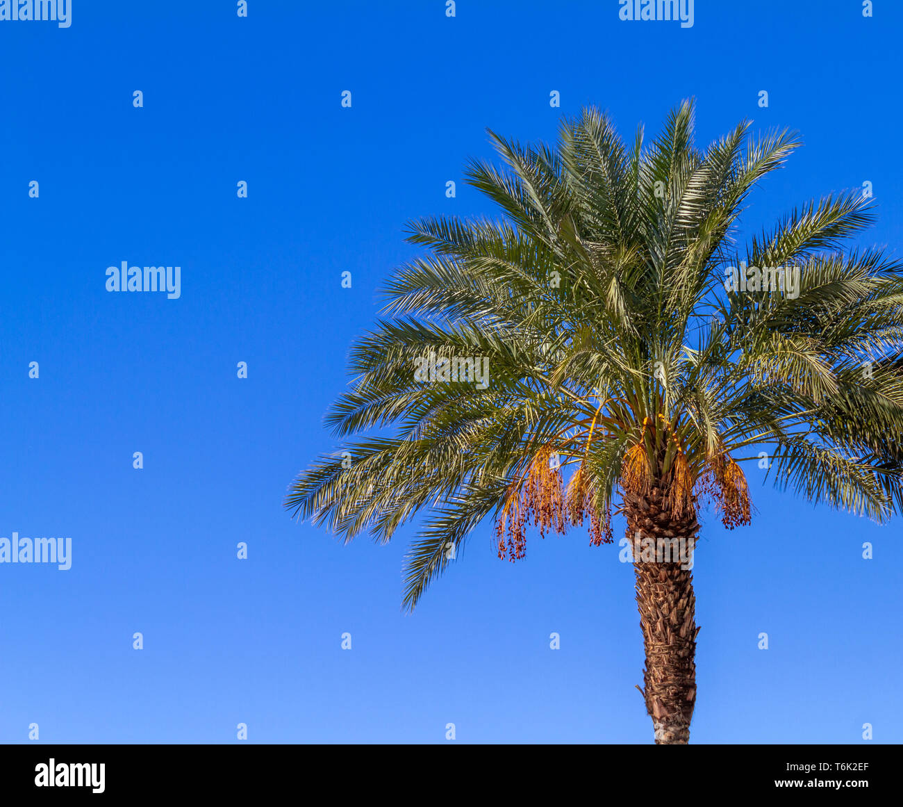Date palm tree with blue sky background Stock Photo - Alamy