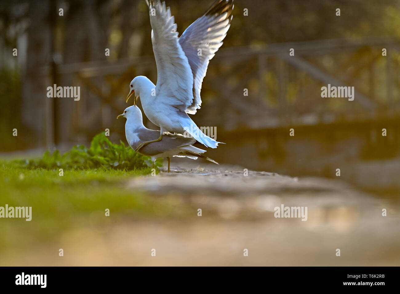 Raw of seagulls hi-res stock photography and images - Alamy