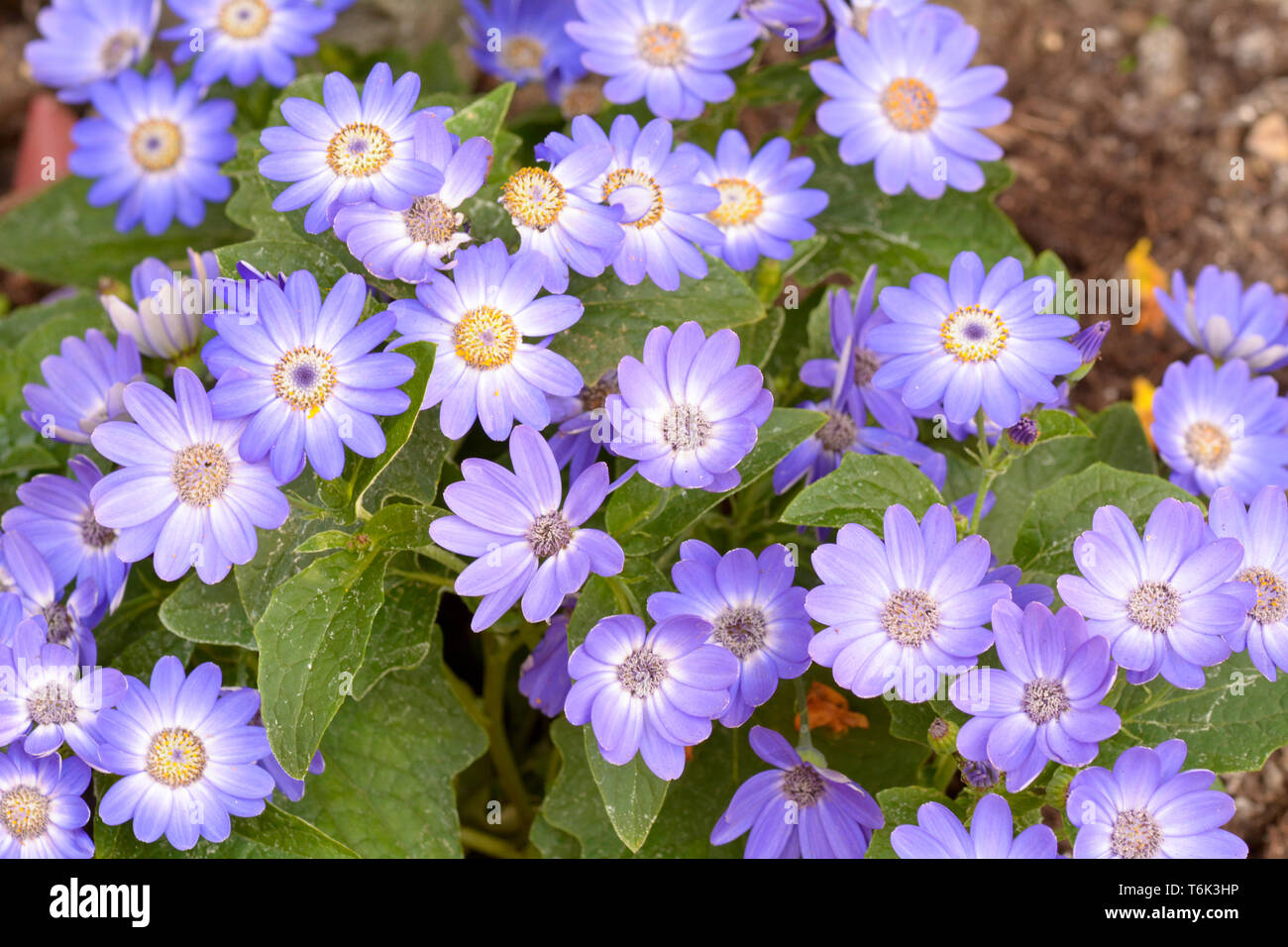 Senetti baby blue flowers hi-res stock photography and images - Alamy