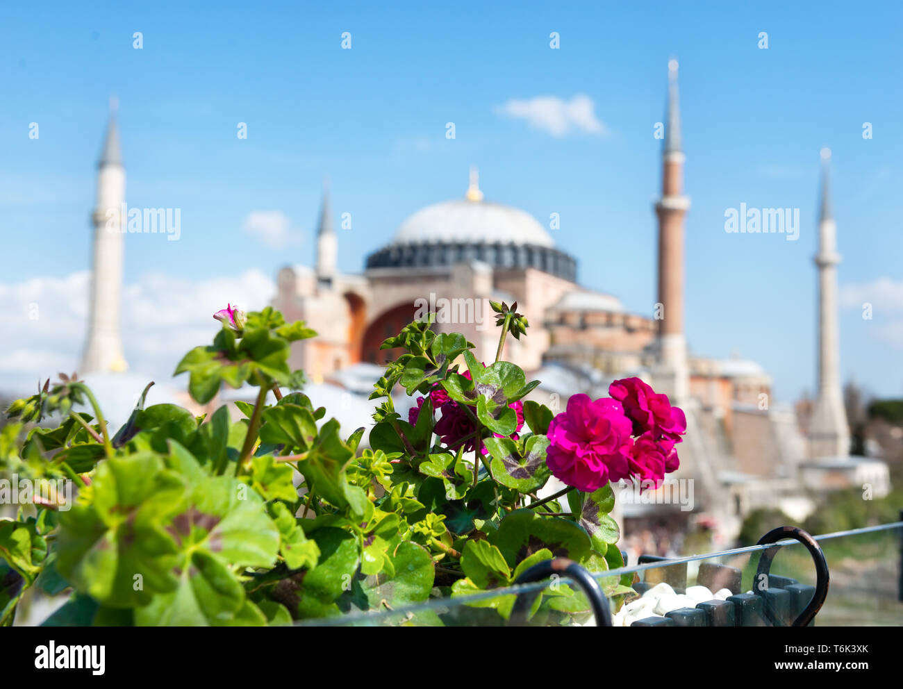 Flower of constantinople hi-res stock photography and images - Alamy