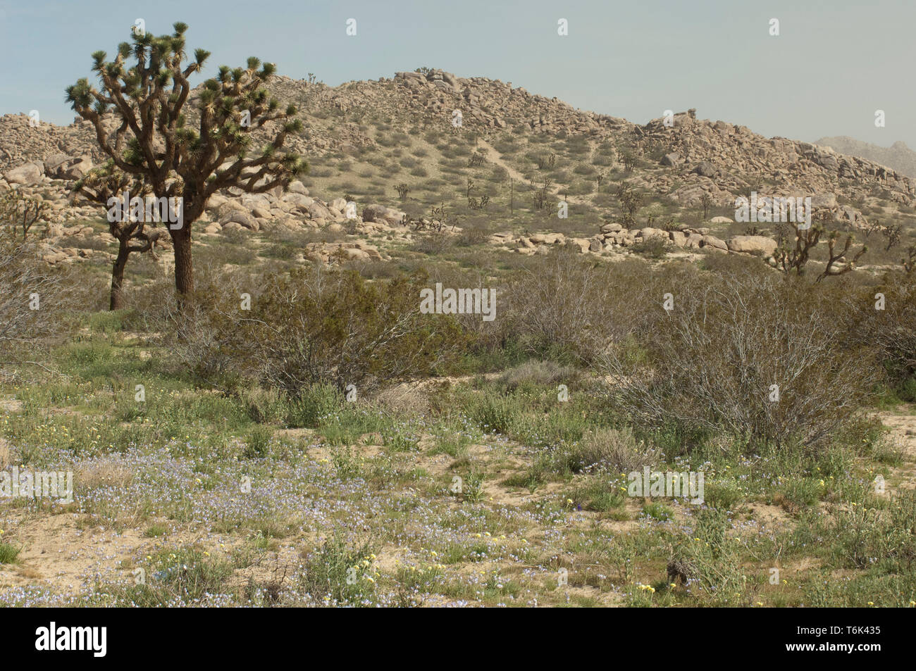Joshua trees in the Mohave Desert ecosystem of Big Rock Creek Wildlife ...