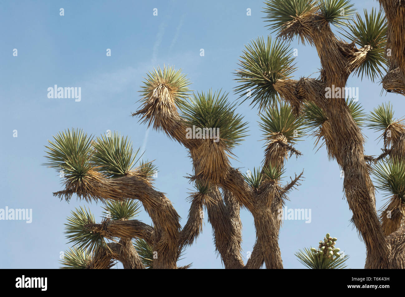 Native american tree traditional hi-res stock photography and images ...