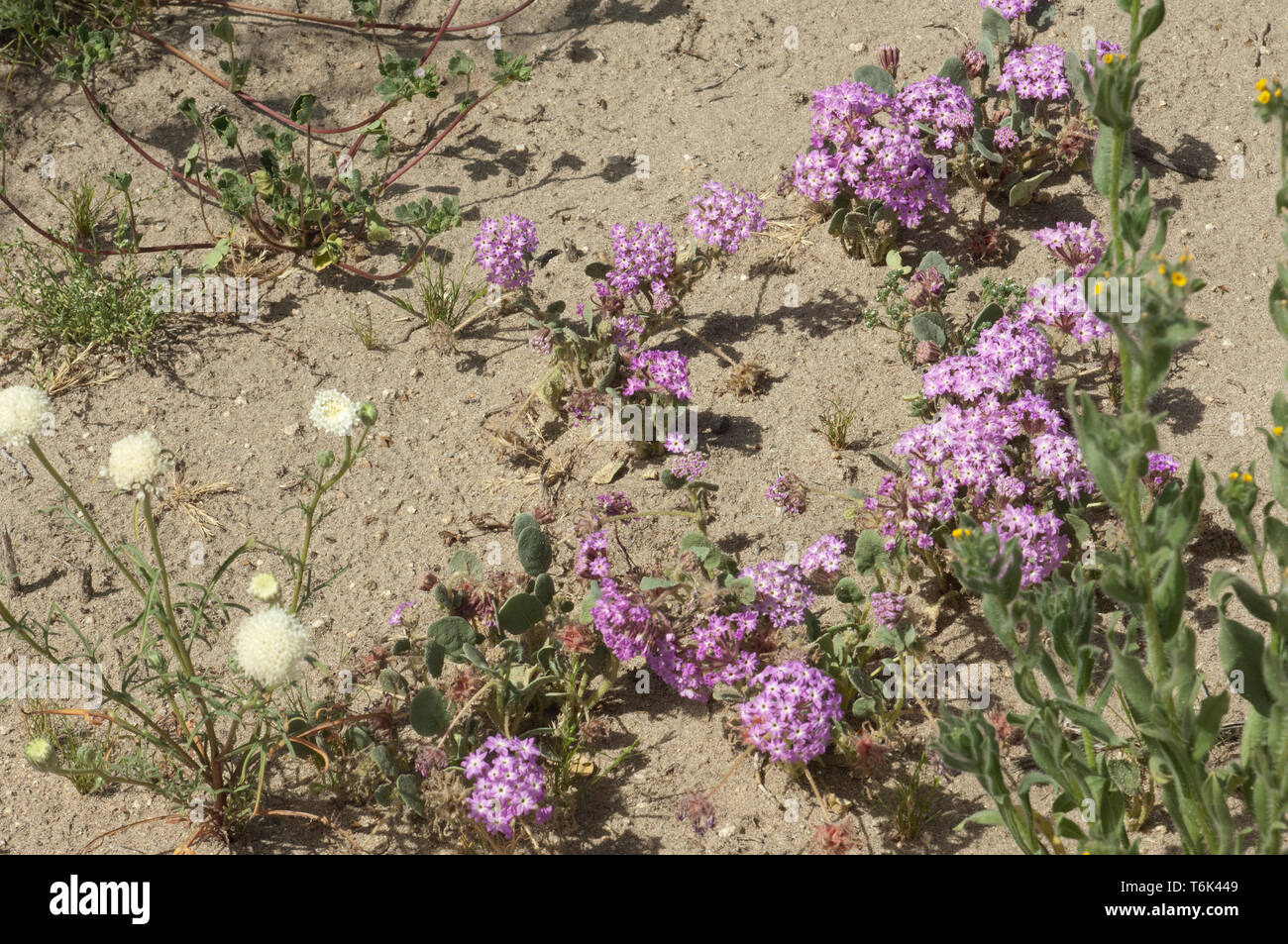 Spring wildflowers in the Mohave Desert ecosystem of Big Rock Creek ...