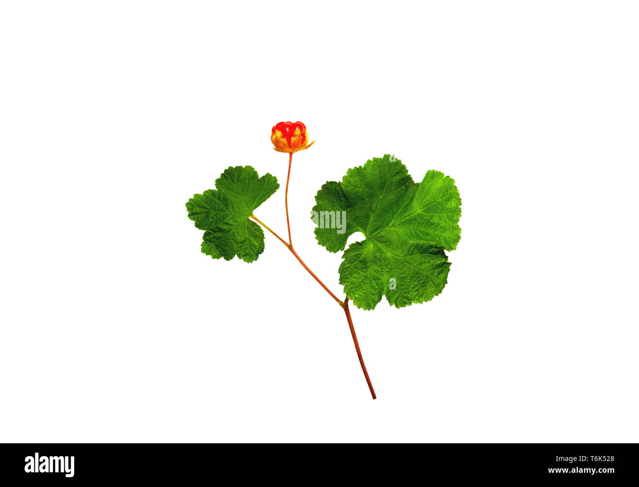 Background green leaves cloudberry Cut Out Stock Images & Pictures - Alamy
