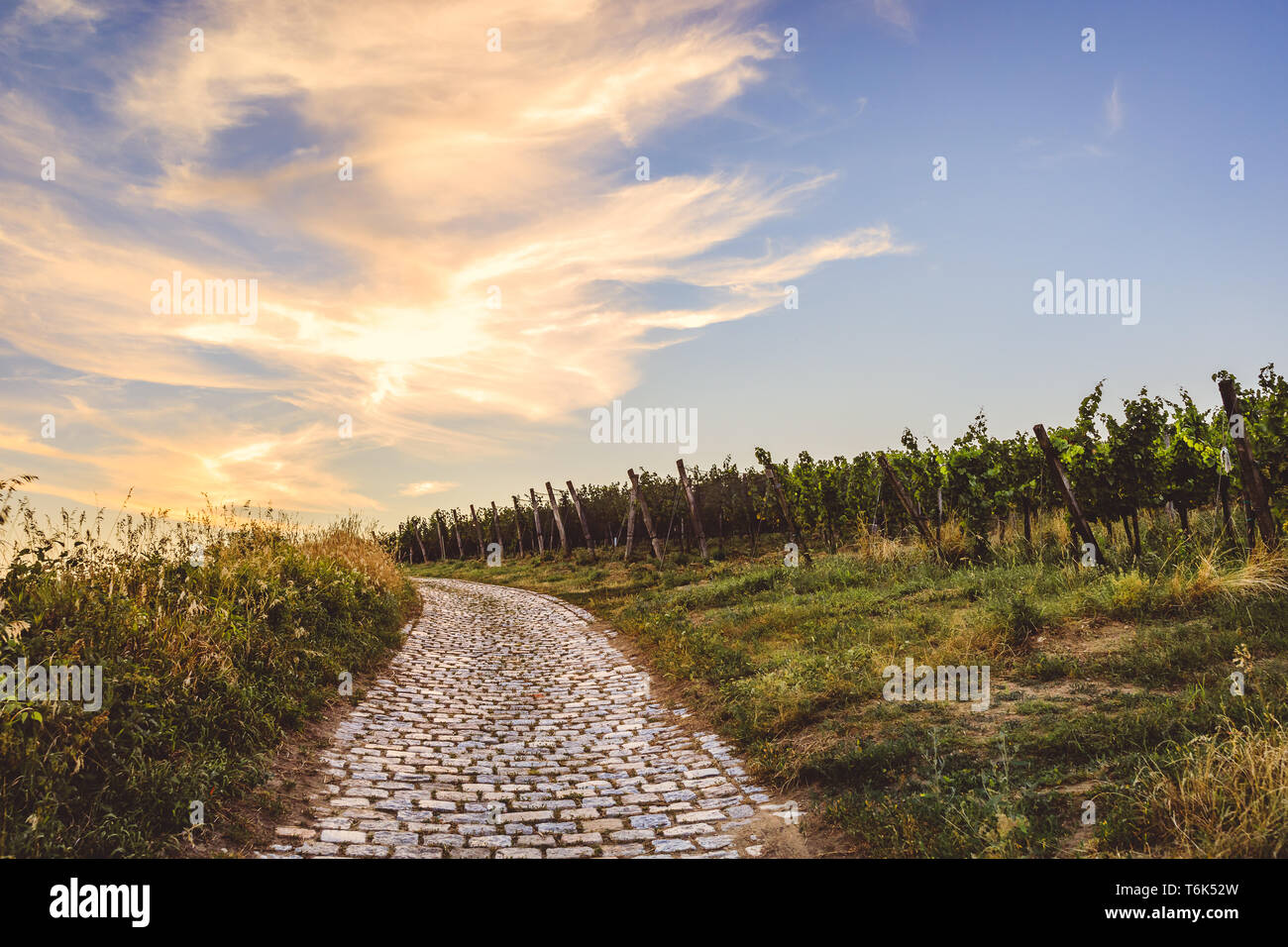 Cobblestone path through the vineyards Stock Photo - Alamy