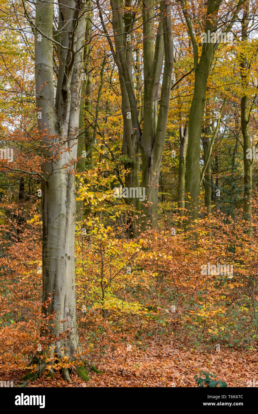 autumn forest or woodland on the Blickling estate in Norfolk, UK Stock ...