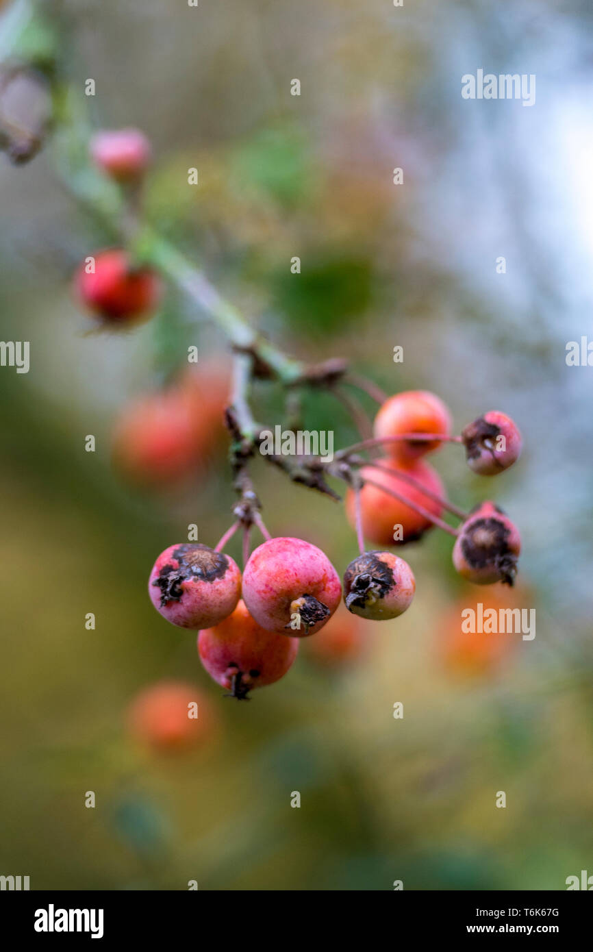 bright red hawthorn berries in the autumn season fall dropping from ...