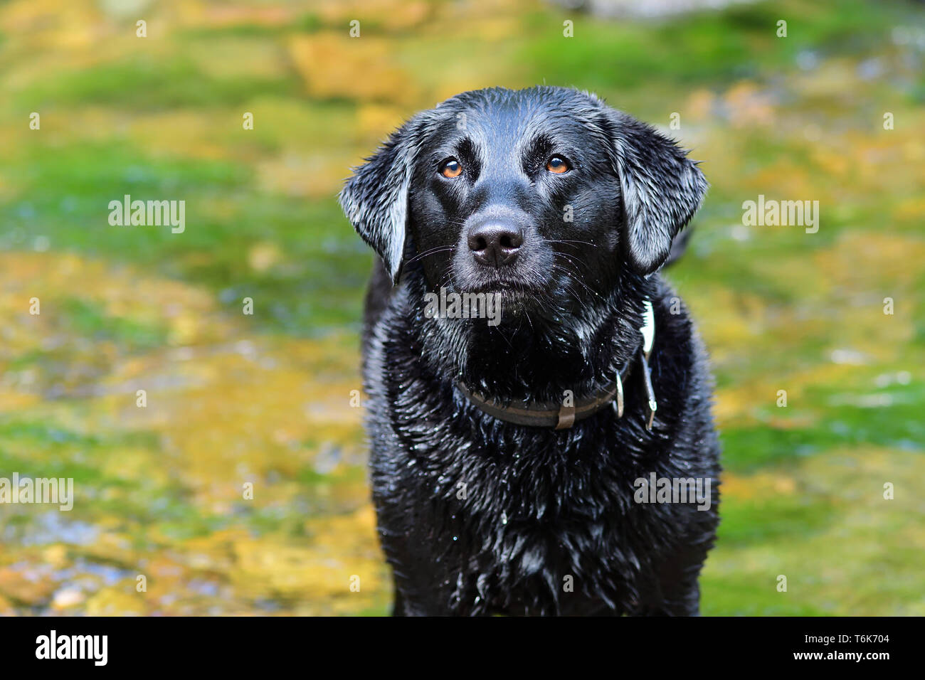 Portrait of a young black Labrador standing in a river Stock Photo - Alamy