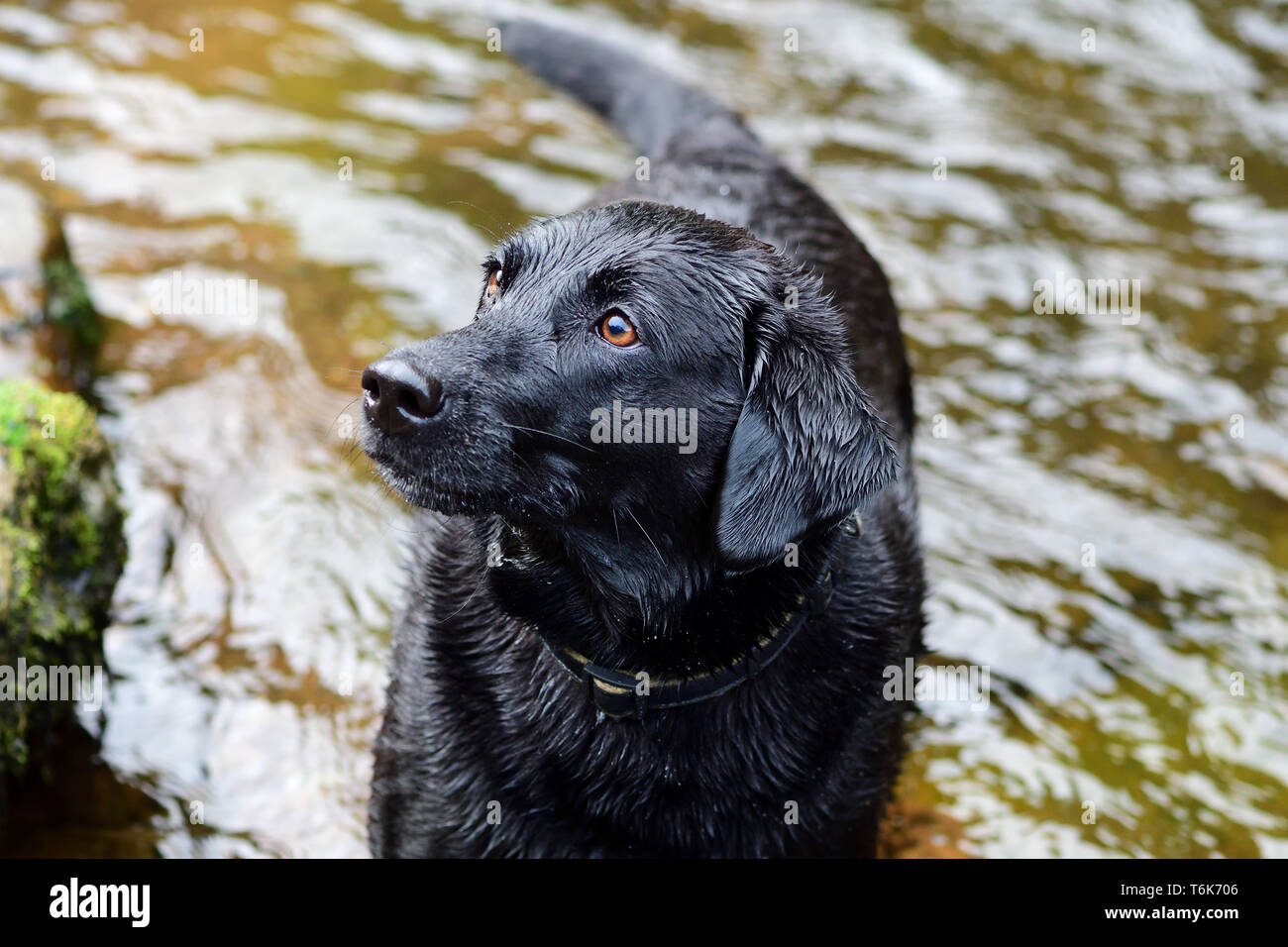 Portrait of a young black Labrador standing in a river Stock Photo - Alamy