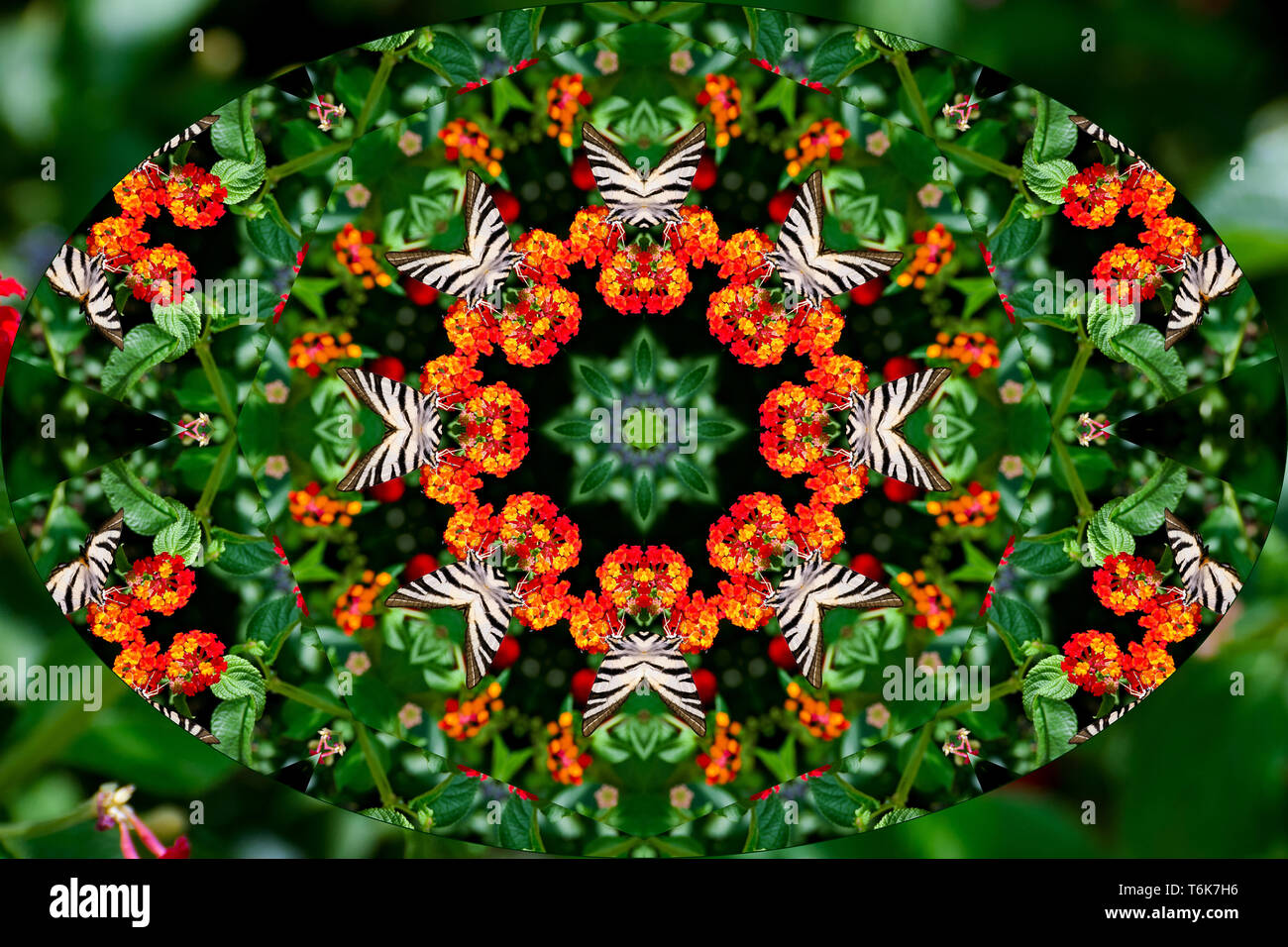 butterfly on lantana flower mirrored eightfold in oval shape Stock ...
