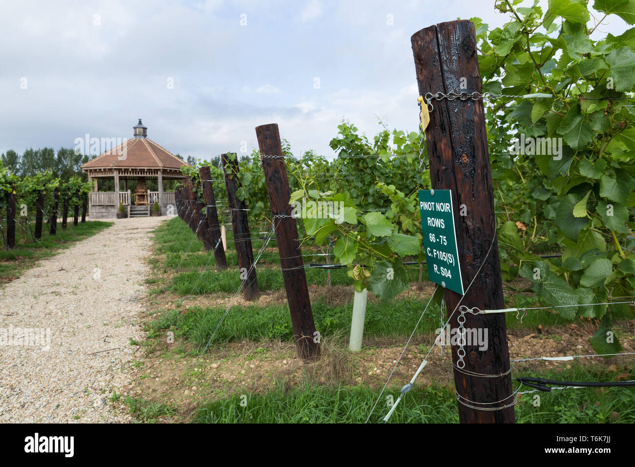 Grapes grow on the vines in The Crouch Valley wine region of Essex ...