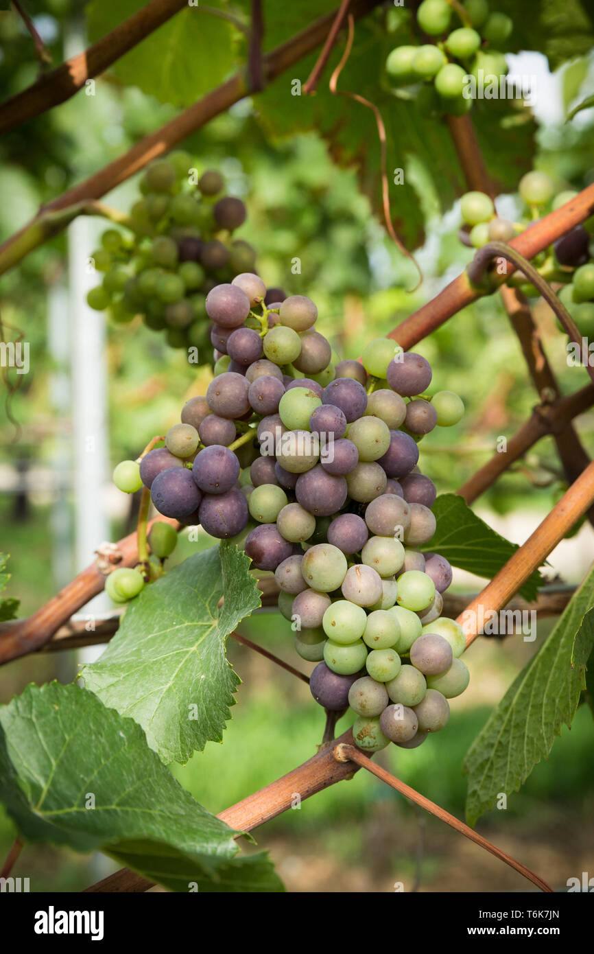 Chardonnay wine grapes hi-res stock photography and images - Alamy
