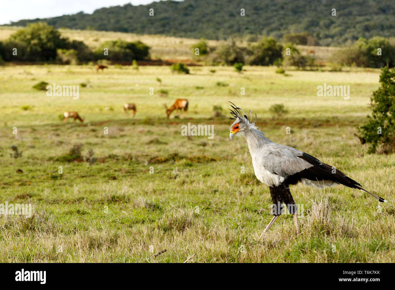Secretary Bird walking with his head down Stock Photo - Alamy