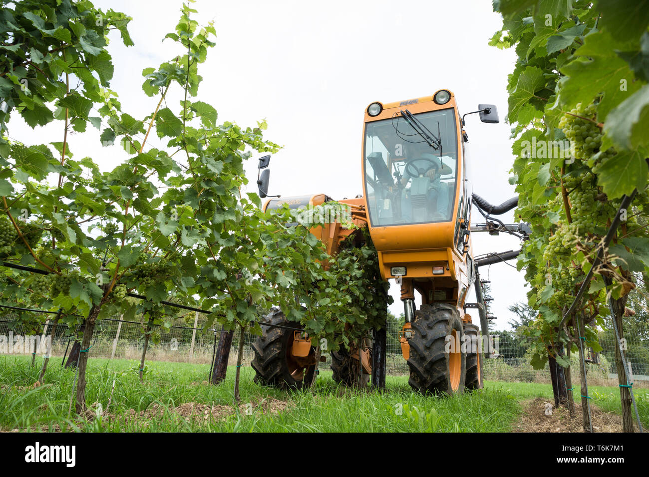 Able grapes hi-res stock photography and images - Alamy