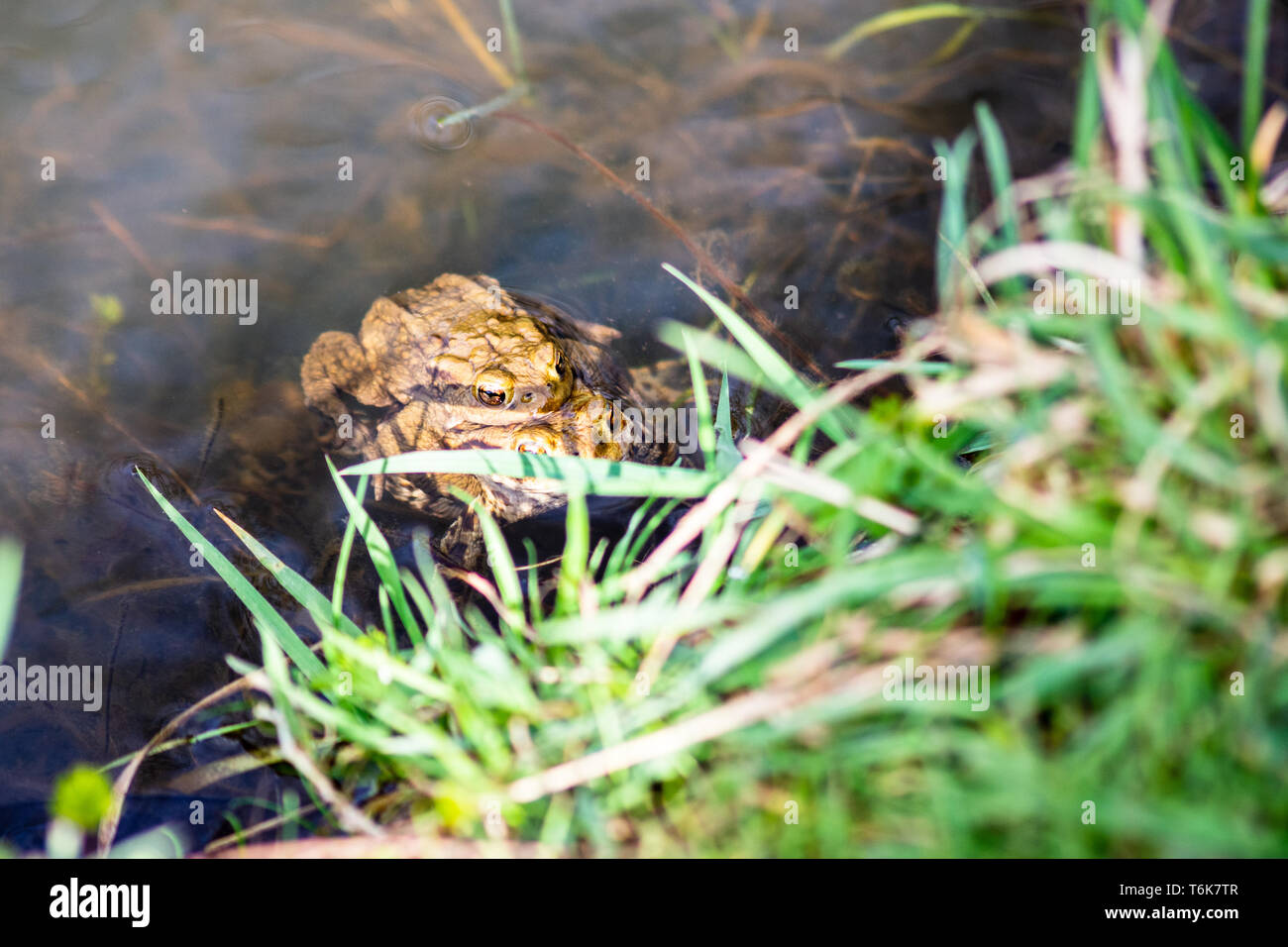 Toad spawn uk hi-res stock photography and images - Alamy