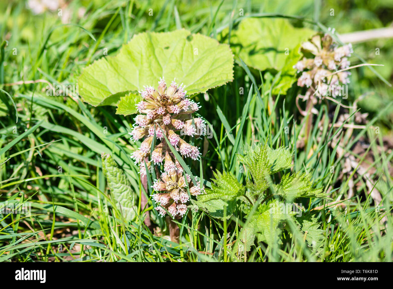 The pink flower spikes and a young leaf of common butterbur Petasites ...