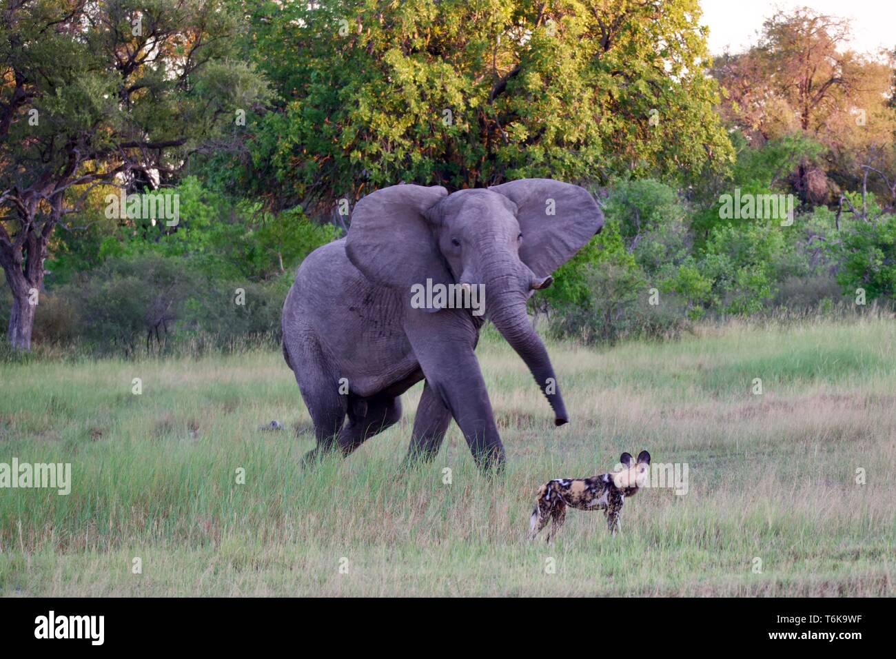 Elephant versus wild dog at Moremi game reserve Stock Photo - Alamy