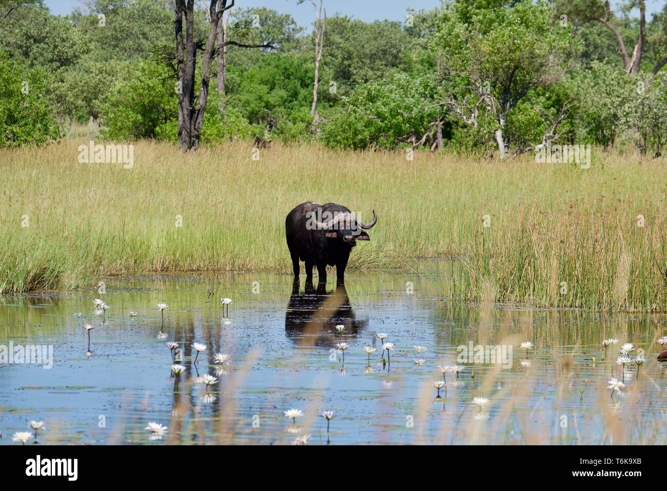 Buffalo in a pond of flowers at Moremi game reserve Stock Photo - Alamy