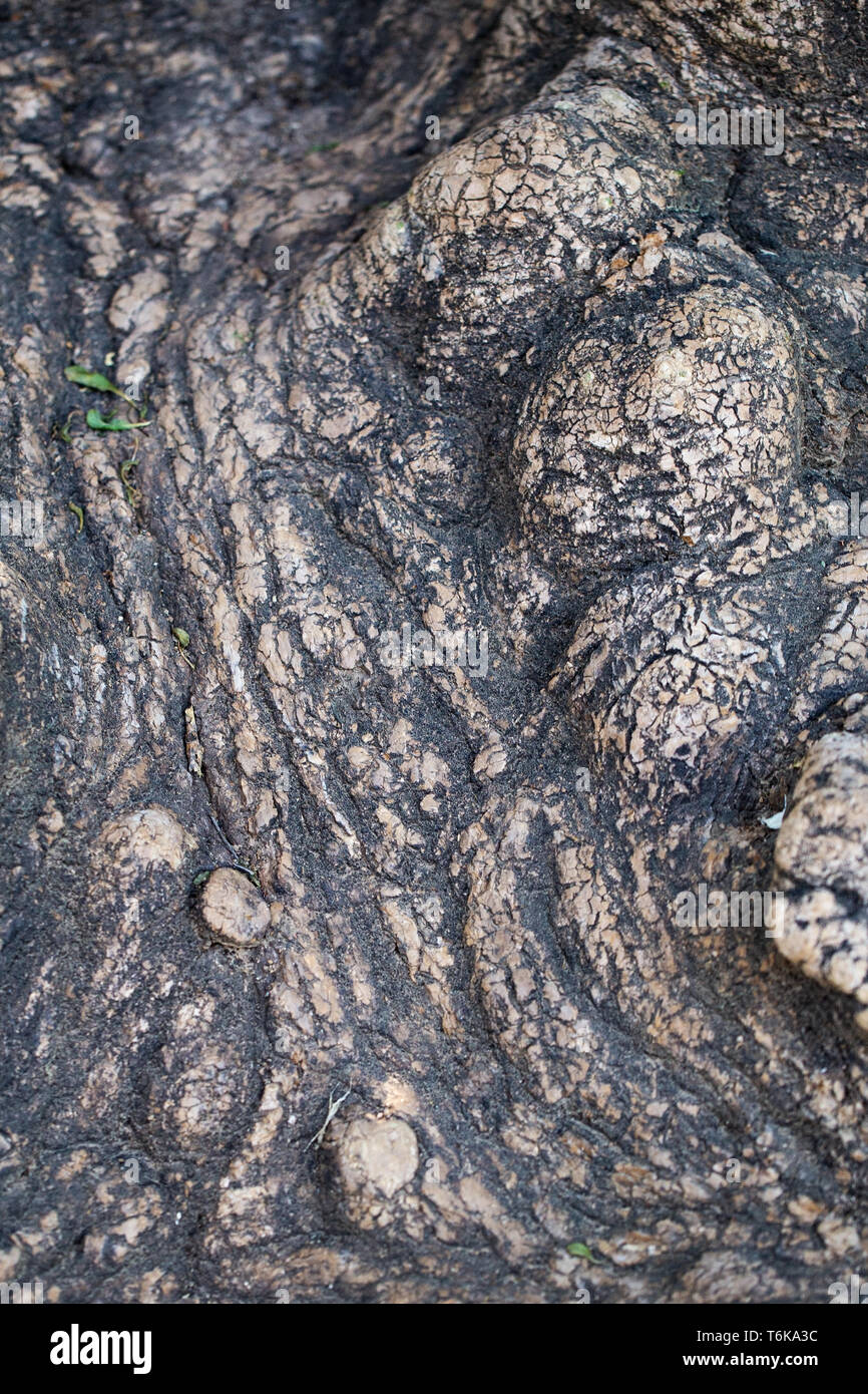 Tree root texture hi-res stock photography and images - Alamy