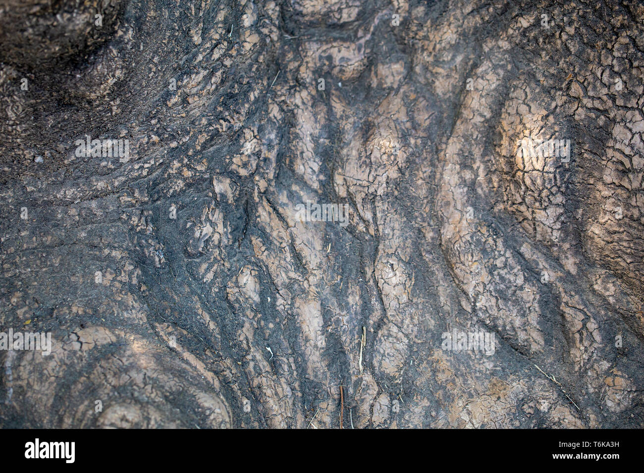 Tree root texture hi-res stock photography and images - Alamy